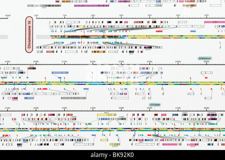 Human genome map focused on the chromosomes 19 and 20 Stock Photo - Alamy