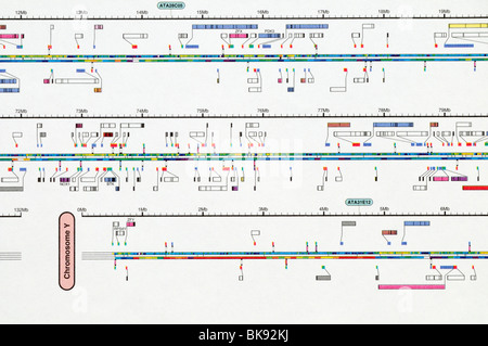 Human genome map focused on the chromosomes 19 and 20 Stock Photo - Alamy