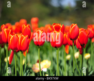 Colorful tulips blooming in the spring garden, selective focus Stock ...