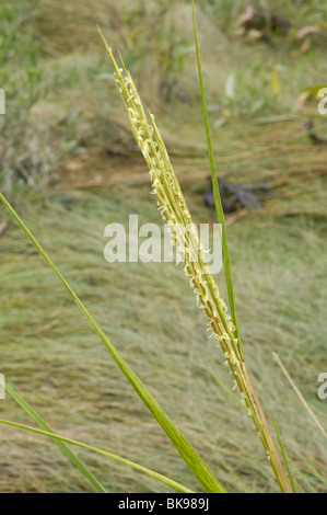 Common Cord-grass - Spartina anglica Stock Photo - Alamy