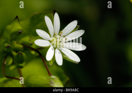 Greater Chickweed, stellaria neglecta Stock Photo - Alamy