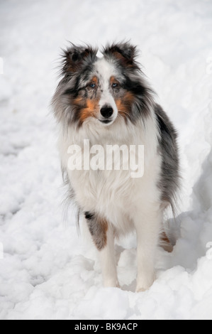 Shetland Sheepdog in deep snow Stock Photo - Alamy
