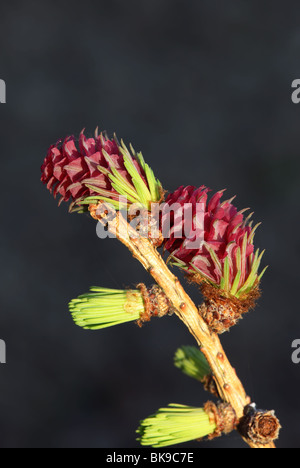 Male larch flowers Stock Photo - Alamy