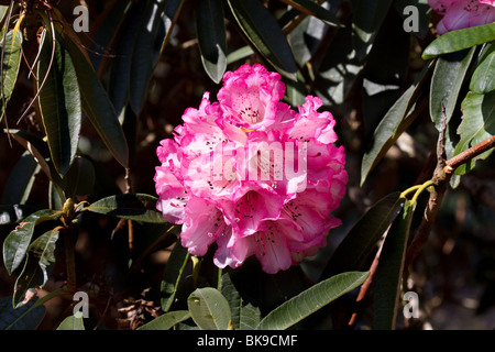 Flowering flowers of Rhododendron Thomsonii at Dundee Botanical Garden ...