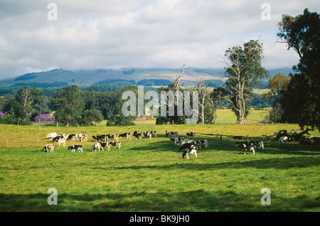 Haleakala Ranch Near Makawao Maui Hawaii, USA Stock Photo - Alamy