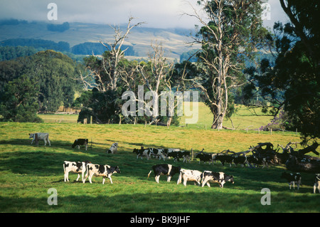 Haleakala Ranch Near Makawao Maui Hawaii, USA Stock Photo - Alamy