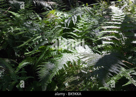 Palapalai ferns in Kalopa State Park in Hawaii Stock Photo - Alamy