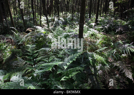 Palapalai ferns in Kalopa State Park in Hawaii Stock Photo - Alamy