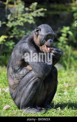 Female bonobo ape (Pan paniscus) opening a nut with a rock. This ...