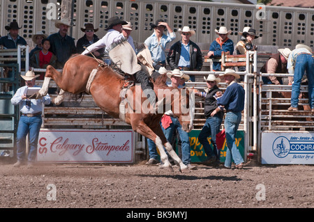 Cowboy, bareback bronc riding, Cochrane Rodeo, Cochrane, Alberta Stock ...