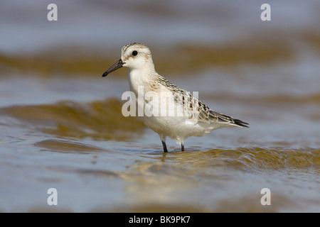 Sanderling (Calidris alba) juvenile, Terschelling, Friesland ...
