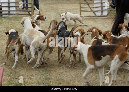 Pack of Beagles hunting Stock Photo - Alamy