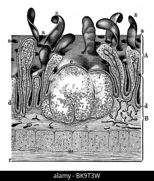 small intestine cut Stock Photo - Alamy