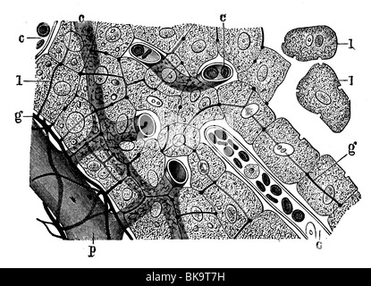 Cross section of liver, illustration Stock Photo - Alamy