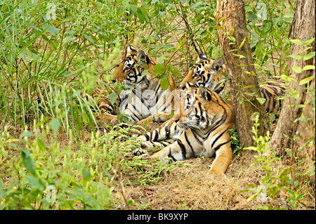 Tiger family in the thick jungles of Kanha national park Stock Photo ...