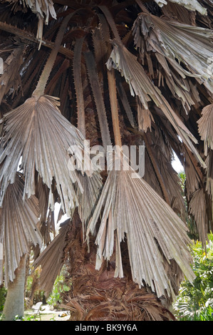 cold damaged palm tree Florida Stock Photo - Alamy