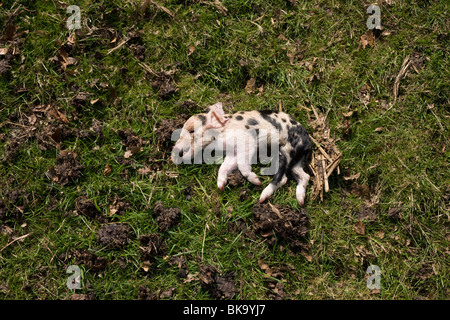 The dead carcass of a small spotted piglet runt lies in a Kent field ...