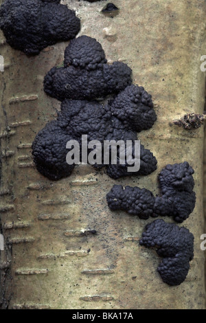 Birch Woodwart (Hypoxylon multiforme) on a common beech (Fagus ...