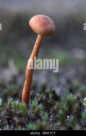Scurfy Deceiver Vertical Stock Photo - Alamy