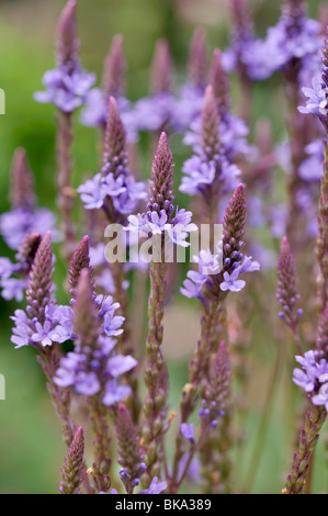 Wild Blue Vervain (Verbena Hastata) flower at sunset, selective focus ...