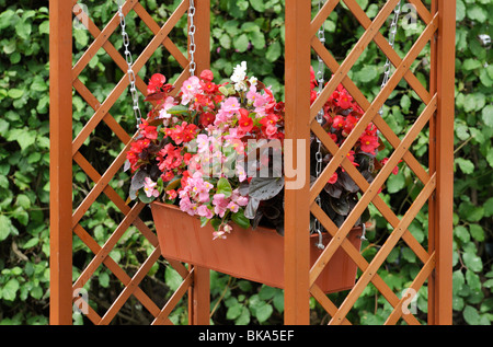 Red begonia in window box. Flower decoration at patio. Potted flowering ...