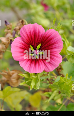Pink mallow flowers of Malope Trifida Stock Photo - Alamy