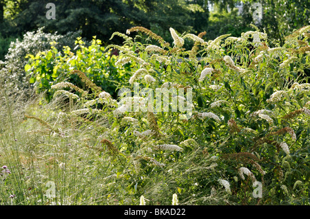 Common butterfly bush (Buddleja davidii 'Peace' Stock Photo - Alamy