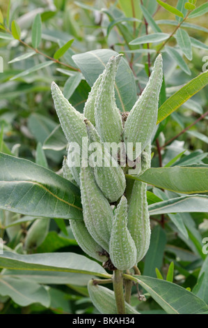 Asclepias syriaca or common milkweed plant branches with fruit ...