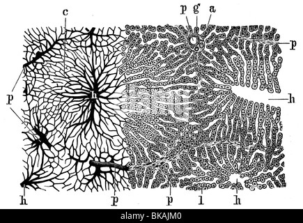Cross-section illustration of a human liver Stock Photo - Alamy
