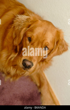 Golden Retriever, lay on the floor to eat Stock Photo - Alamy