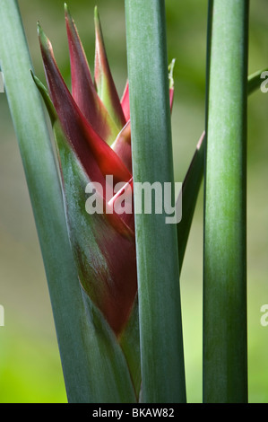 Heliconia caribaea flowers Diamond Botanical Gardens Soufriere St ...