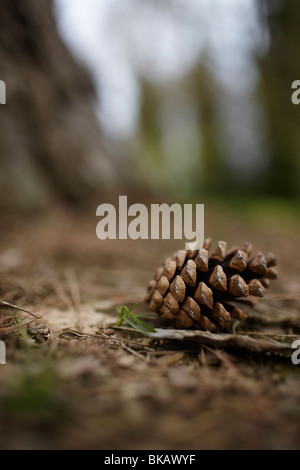 A fallen pine cone on a woodland footpath in afternoon sunlight with ...