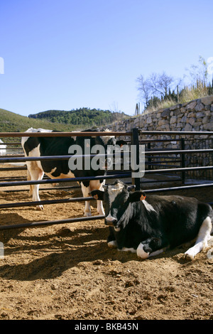 Couple of white cows standing at cattle yard at farm Stock Photo - Alamy