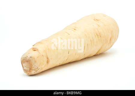 Single whole Parsnip from low viewpoint isolated against white ...