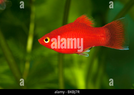 Platy (Xiphophorus maculatus) in freshwater aquarium. Red Platy or ...