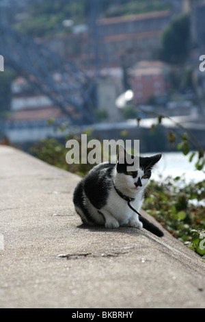 Europe, Portugal, Porto. Cat in front of a door in the old Port Stock ...