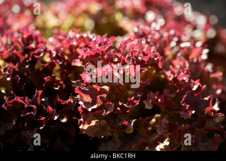 Red little baby lettuce, fields from spain Stock Photo - Alamy