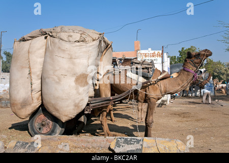 Camel pulling carts fully loaded with straw. Bikaner. rajasthan Stock ...