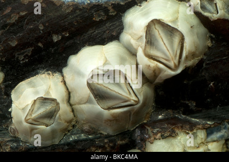 Australian barnacle (Elminius modestus) on a mussel shell Stock Photo ...