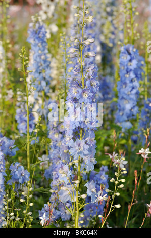 Delphinium magic fountains sky blue white bee on a display at a flower show. UK Stock Photo - Alamy