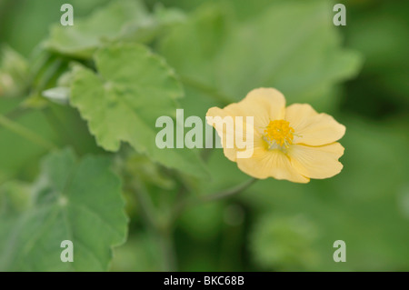 An Indian Mallow (Abutilon Indicum) medicinal plant growing in the ...