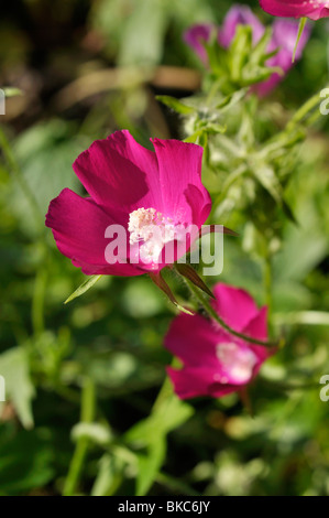 Purple poppy mallow (Callirhoe involucrata Stock Photo - Alamy