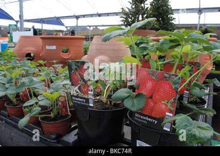 strawberry plants and strawberry pots Brookfields Garden Centre Stock ...
