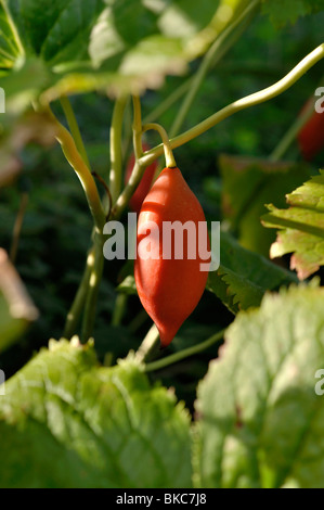 Podophyllum hexandrum (Himalayan mayapple, Indian may apple), red fruit ...