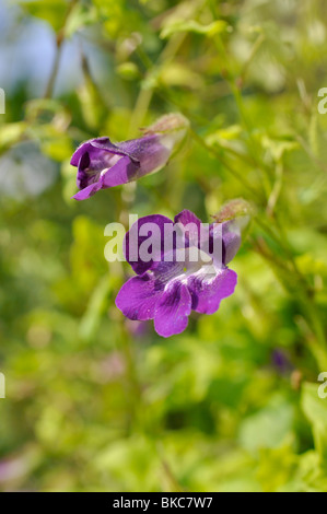 Purple flowers of Asarina scandens, a climbing plant Stock Photo - Alamy