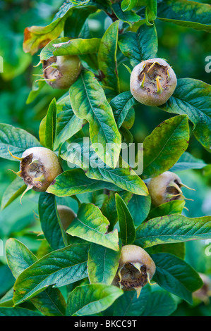 Common medlar fruit on trees, Mespilus germanica. against blue sky ...