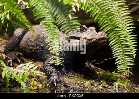 Spectacled caiman (Caiman crocodilus yacara), Crocodile (Alligatoridae ...