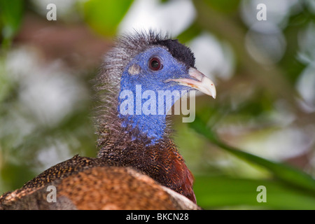 Great Argus, Argusianus argus Asian Pheasant male Captive Stock Photo ...