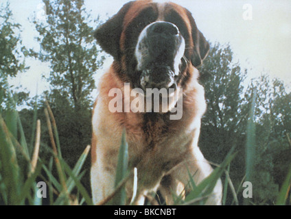 CUJO, CUJO, 1983 Stock Photo - Alamy