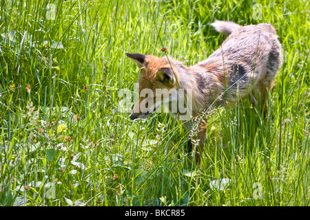 Red fox (Vulpes vulpes) hunting in grassland / meadow at edge of forest ...